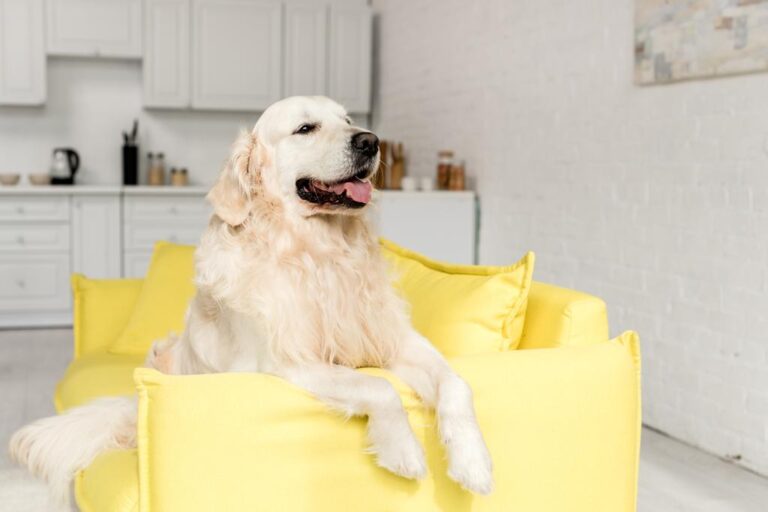 The Health Benefits of Ergonomic Pet Furniture for Cats and Dogs